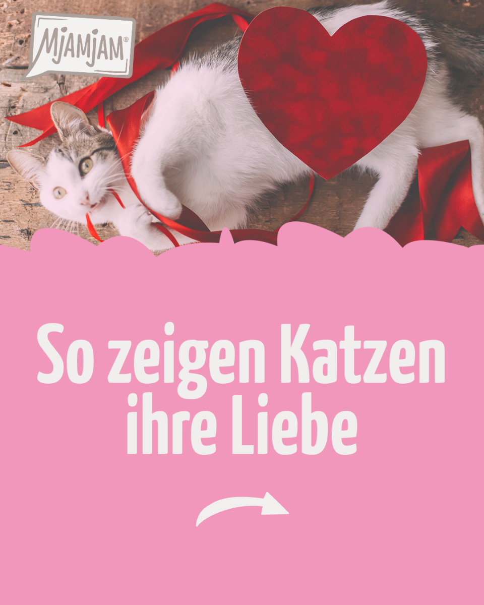 So zeigen Katzen ihre Liebe